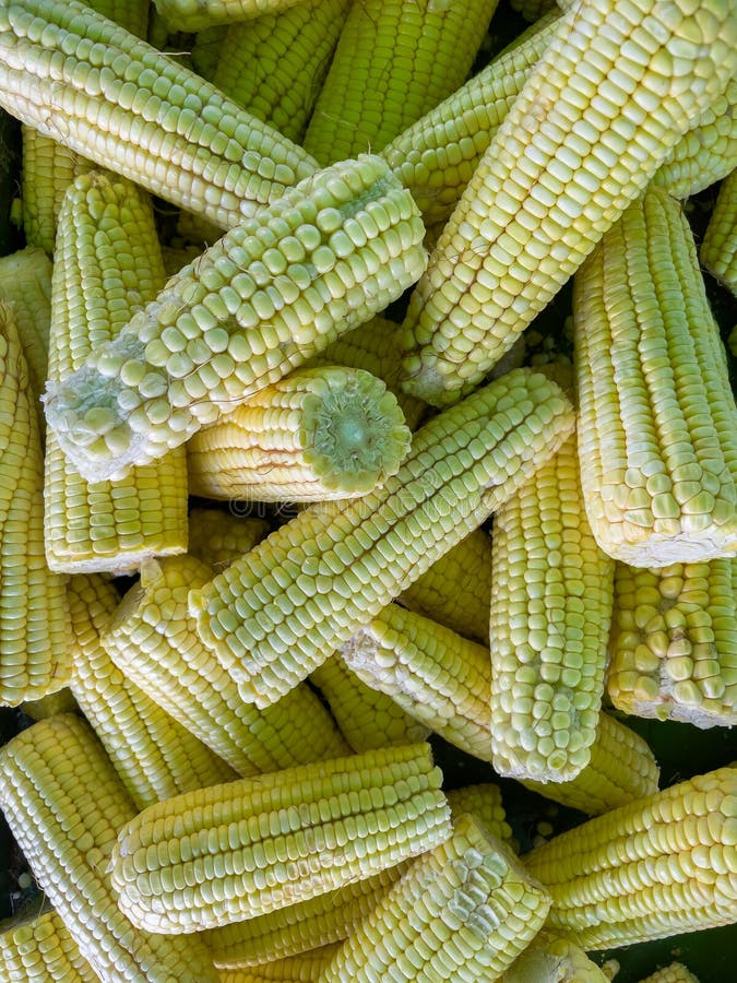 Heaps of Fresh Corn Harvested on Street Market Stall Stock Photo ...