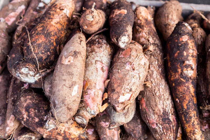 Heaps of Freshly Harvested Tapioca Roots Stock Image - Image of food ...
