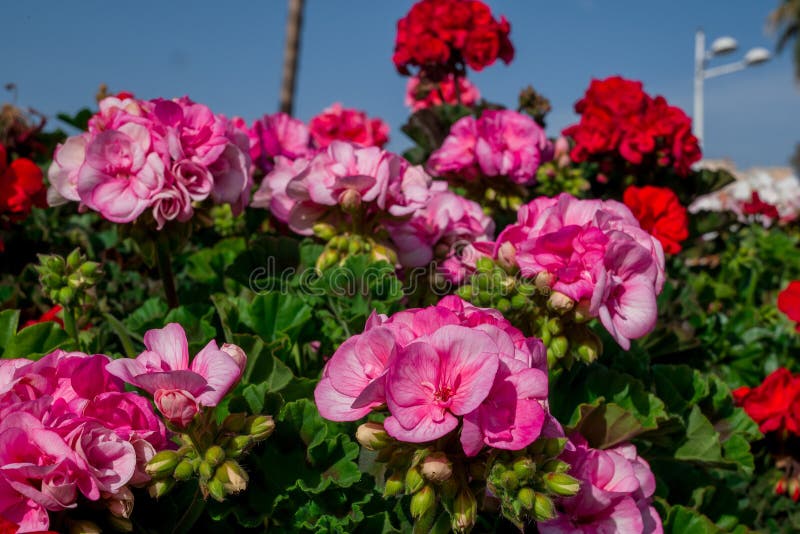 Heaps of Geraniums for a Beautiful Floral Background Stock Image ...