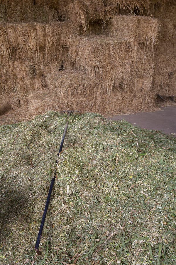 Heaps of Hay for Animal Feed on the Farm Stock Photo - Image of people ...
