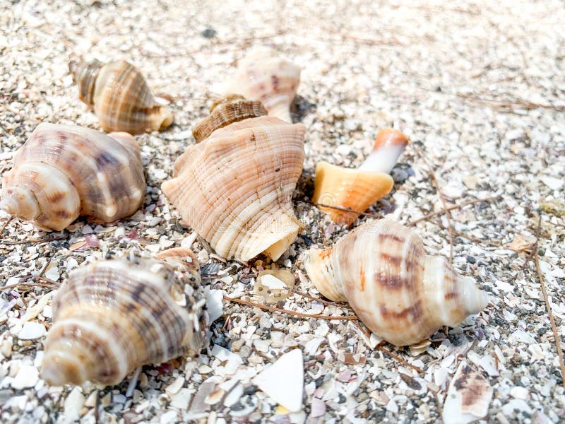 Heaps of Seashell in Different Shapes Stock Image - Image of horizon ...