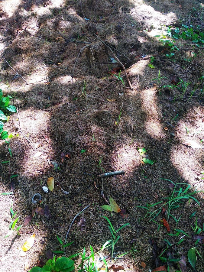 Heaps of Straw As a Natural Compost Fertilizer Stock Image - Image of ...