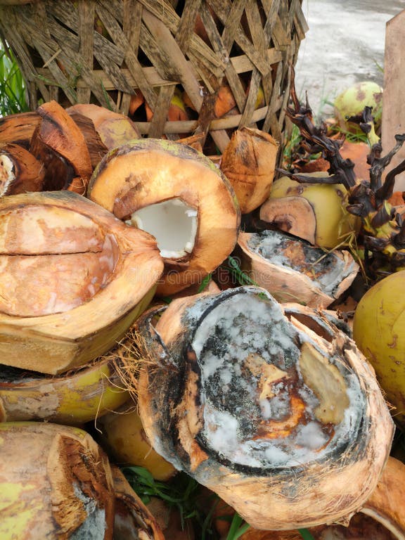 Heaps of Young Coconut Waste Stock Image - Image of fungus, soil: 263739709