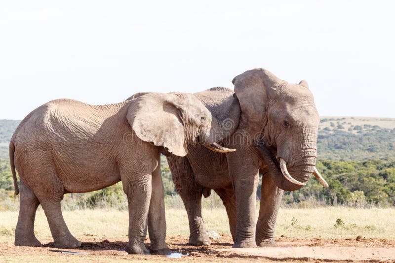 Hear ME - African Bush Elephant Stock Image - Image of animal, wildlife ...