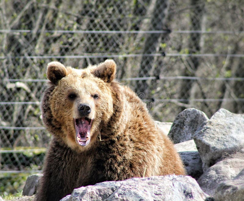 Hear me roar stock photo. Image of eyes, stockholm, bear - 33017006