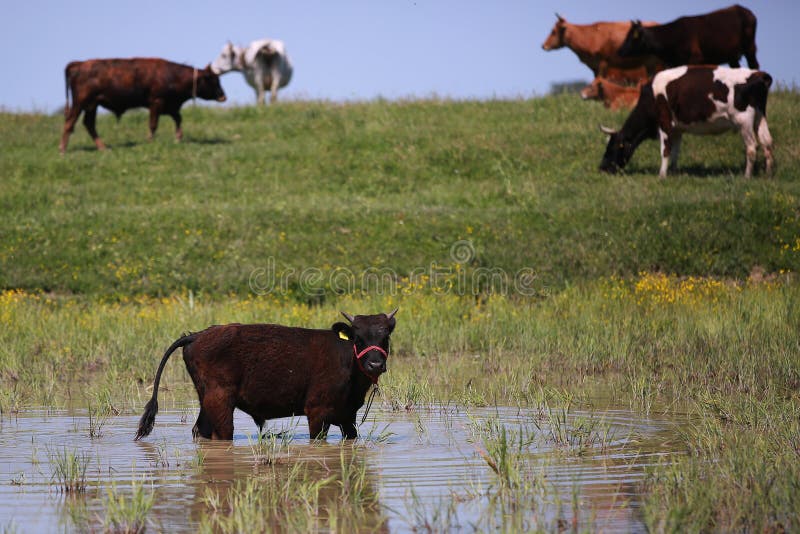 Heard of cattle stock image. Image of herbivorous, countryside - 94078303