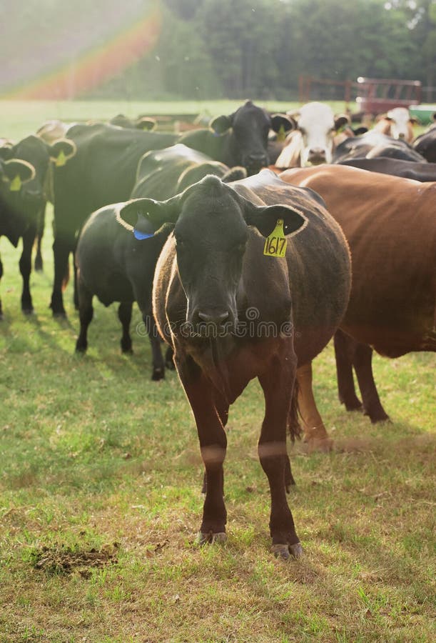 A Heard Of Cows In The Field Stock Image - Image of field, cows: 56916421