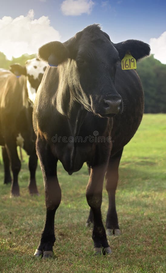 A Heard of Cows on the Beach in Goa India Stock Image - Image of green ...