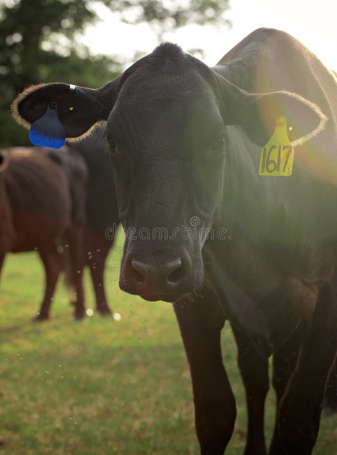 Heard of Cows in a Field stock photo. Image of mammal - 126831600