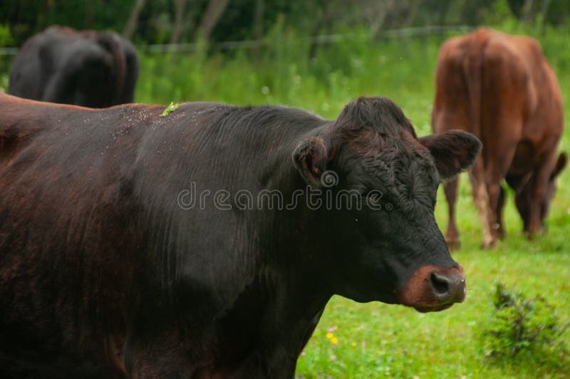 A Heard of Cows on a Pasture Together Stock Image - Image of lawn ...