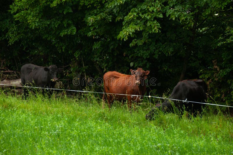 A Heard of Cows on a Pasture Together in the Summer. Stock Photo ...