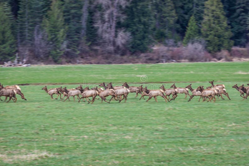 A Heard of Elf Running through a Meadow Stock Photo - Image of wildlife ...