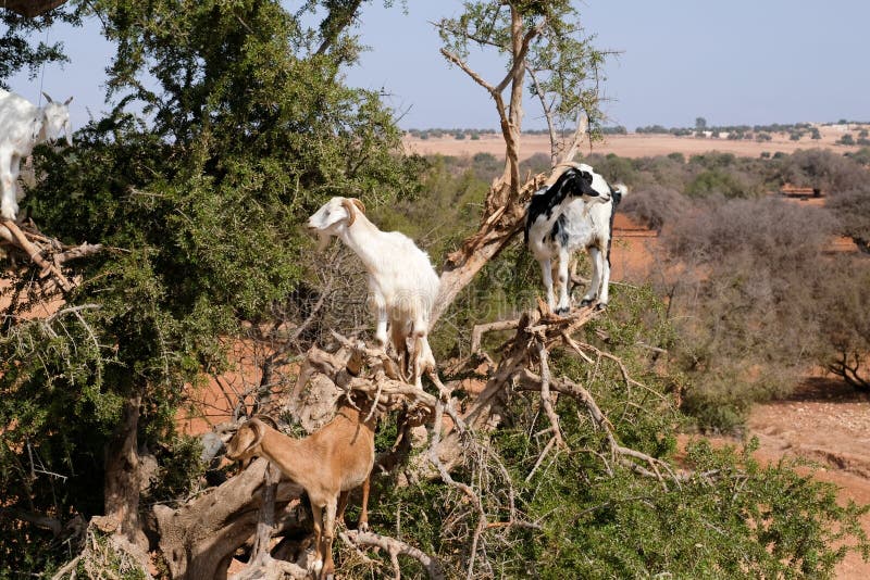 Heard of Goats Climbed on Argan Tree Stock Image - Image of goats ...