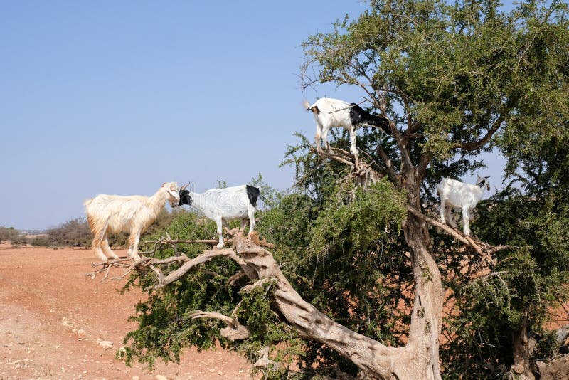 Heard of Goats Climbed on Argan Tree Stock Image - Image of goats ...