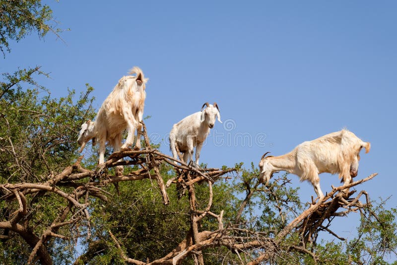 Heard of Goats Climbed on Argan Tree Stock Photo - Image of morocco ...