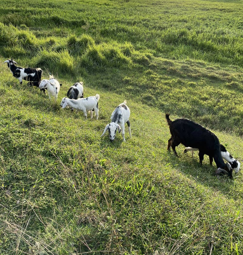 A heard of goats stock image. Image of heard, field - 233451125