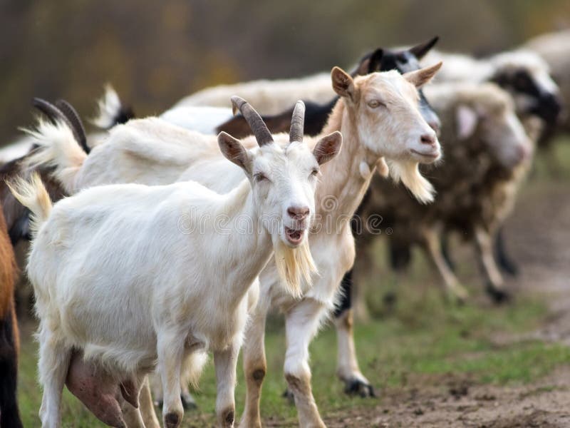 Heard of goats and sheep stock image. Image of flock - 30450707