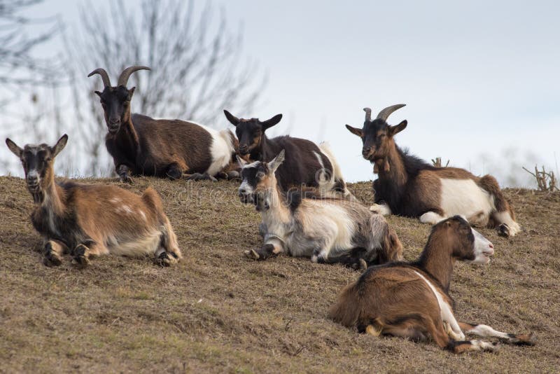 Heard of goats is resting stock image. Image of humor - 164631603