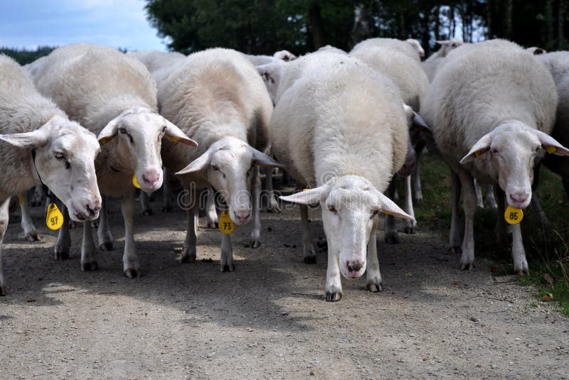 Heard of sheep stock photo. Image of stare, mouth, mammal - 10529338