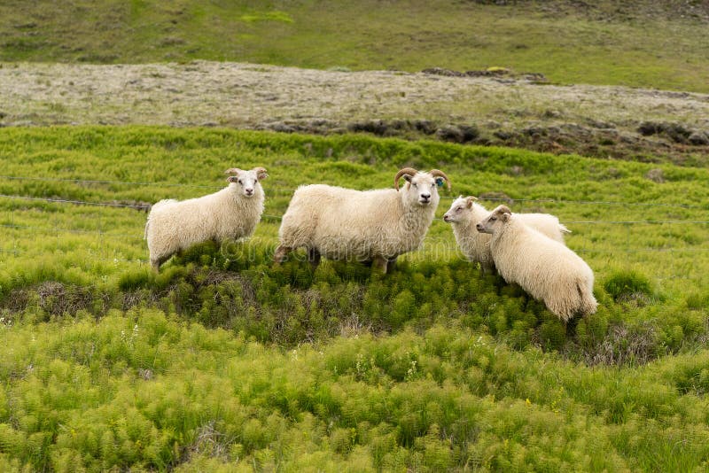 Heard of Sheep in the Green Fields Stock Photo - Image of farming ...