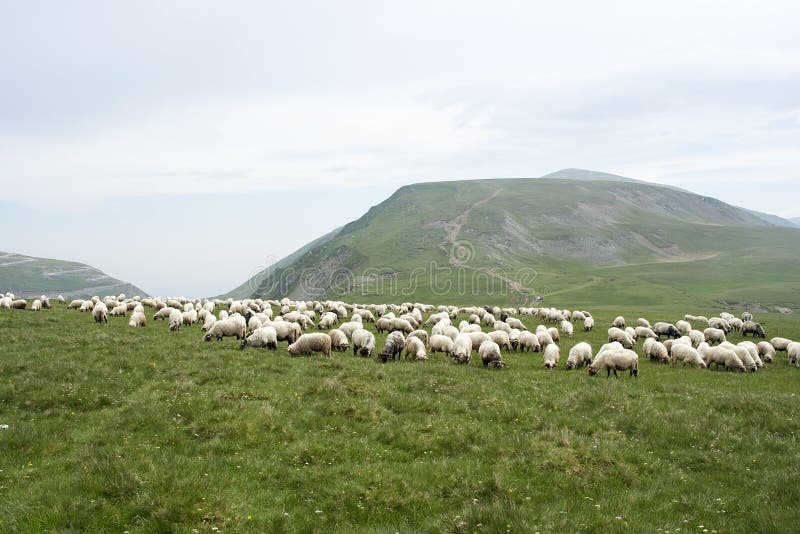 Sheep Heard In The Mountains Stock Image - Image of clouds, grass ...