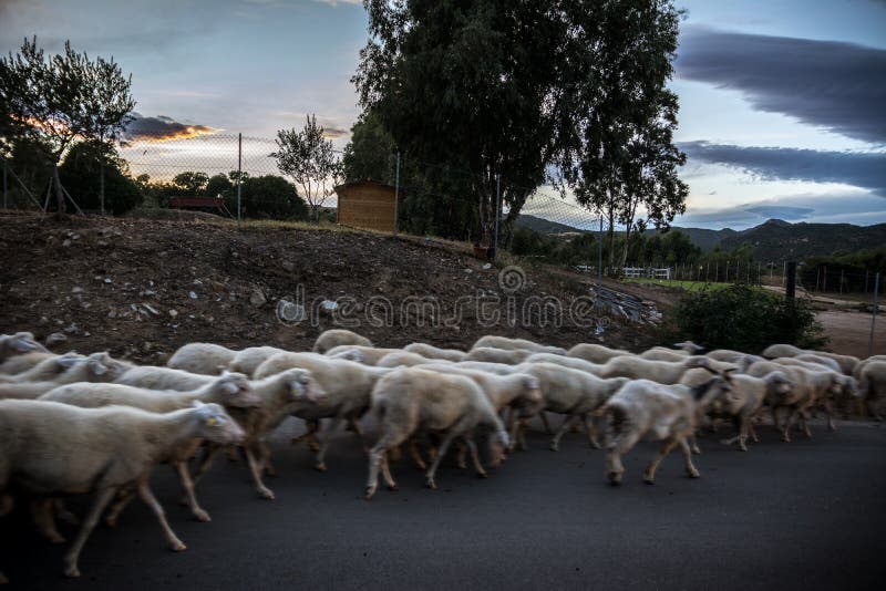 Heard of sheep stock photo. Image of dusk, cage, hairy - 90460706