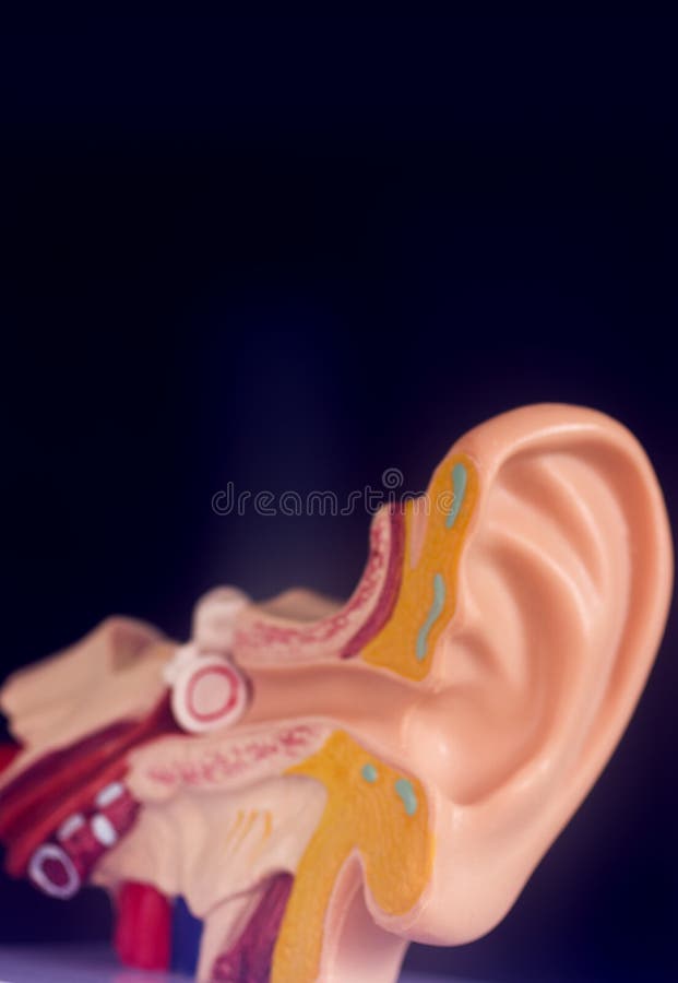 Hearing ear medical model stock photo. Image of model - 221005082