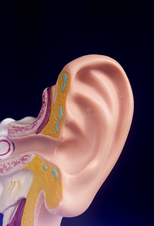 121 Ear Anatomy Internal Photos - Free & Royalty-Free Stock Photos from ...