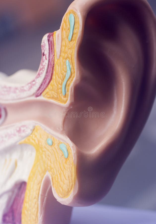 137 Ear Anatomy Internal Stock Photos - Free & Royalty-Free Stock ...