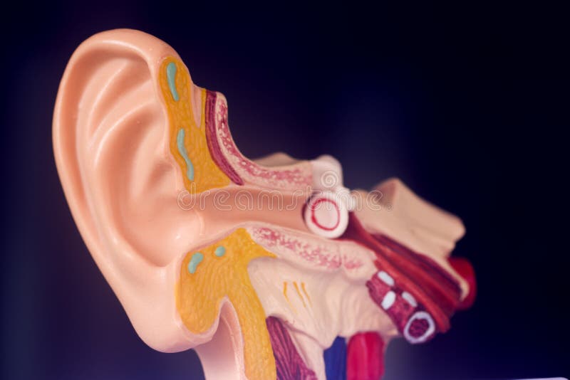 Hearing ear medical model stock photo. Image of anatomy - 209302342