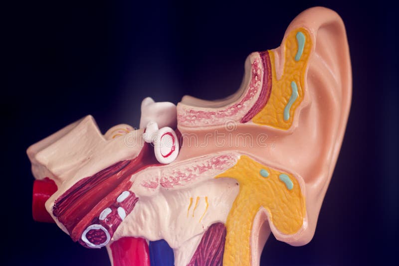 Hearing ear medical model stock image. Image of listen - 214828621