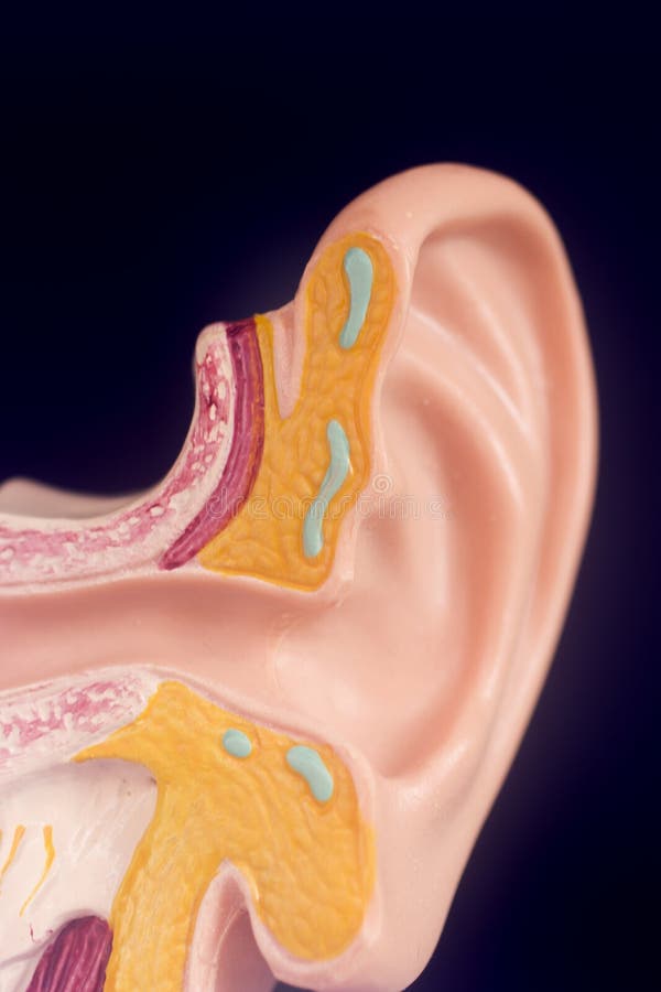 Hearing ear medical model stock photo. Image of science - 215491146