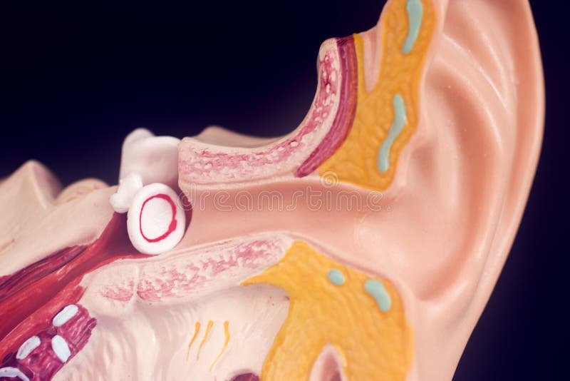Hearing ear medical model stock image. Image of medicine - 218045589
