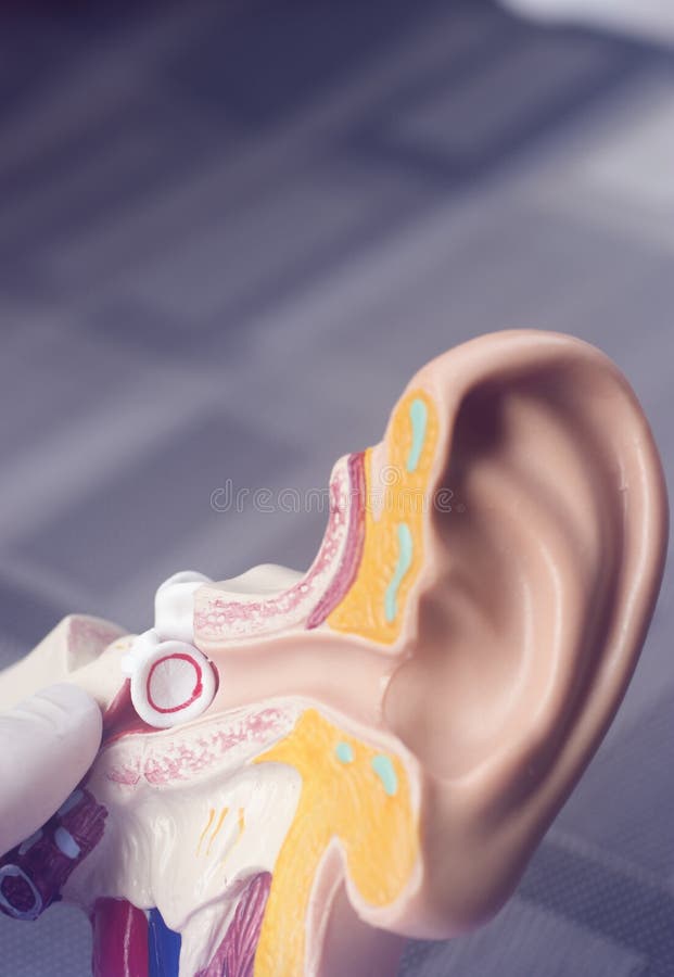 Hearing ear medical model stock image. Image of model - 224845127