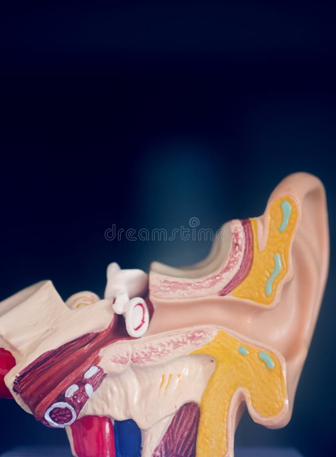 Hearing ear medical model stock photo. Image of auditory - 224845130