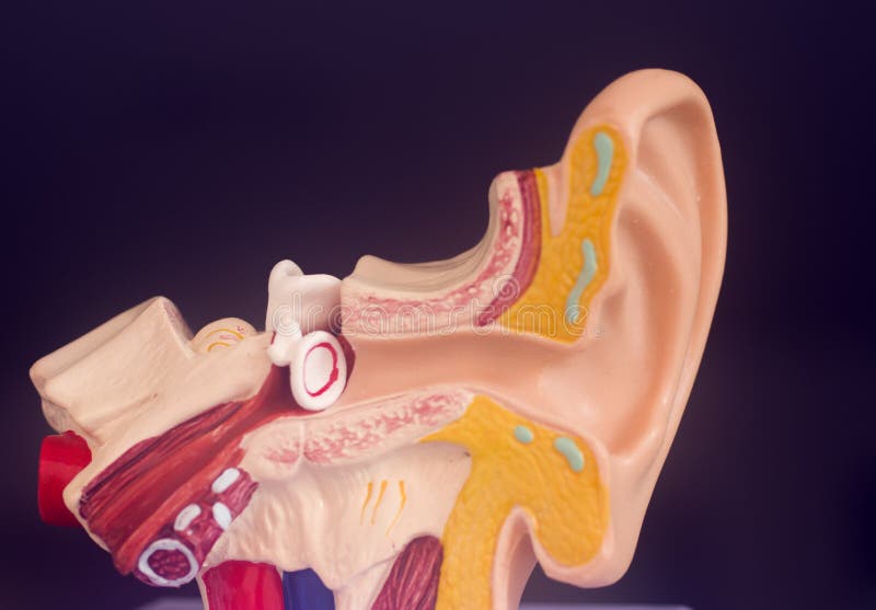 Hearing ear medical model stock image. Image of sense - 232037509