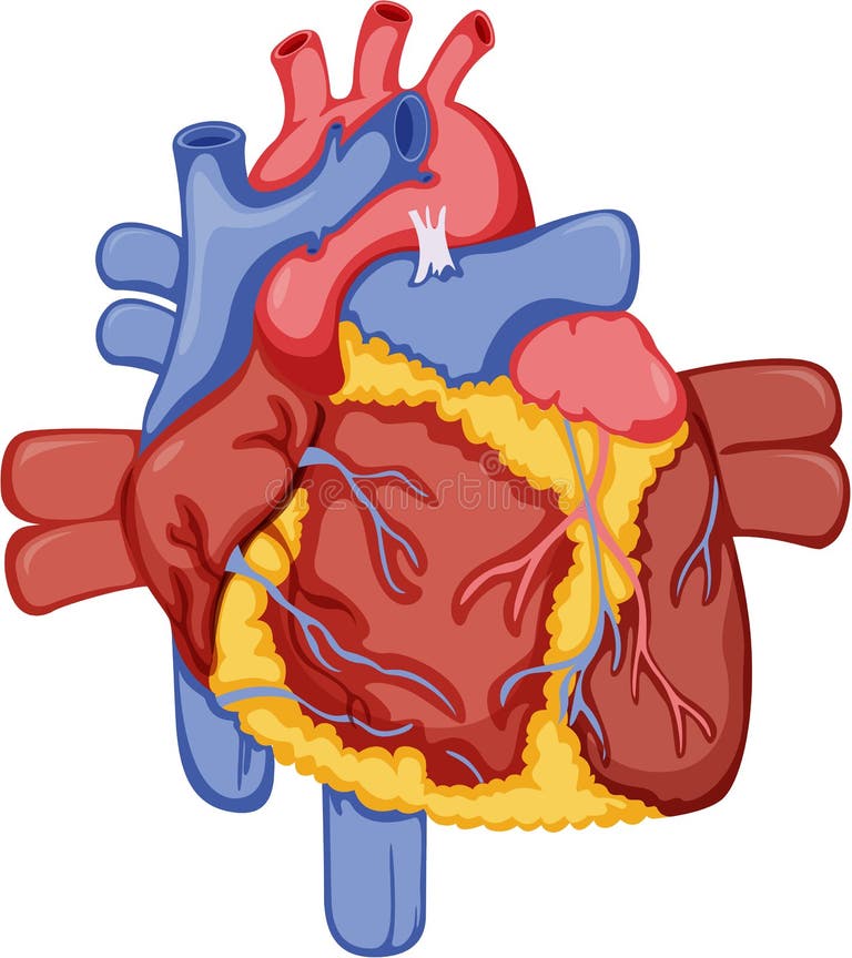 Beating Heart Drawing Stock Illustrations – 161 Beating Heart Drawing ...