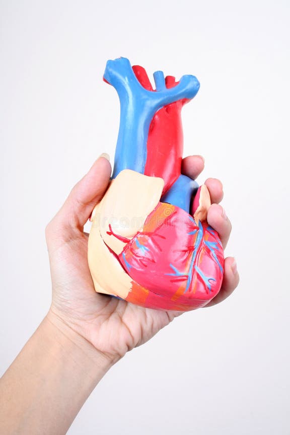 Heart 2 stock image. Image of stork, muscle, beat, blood - 1007189