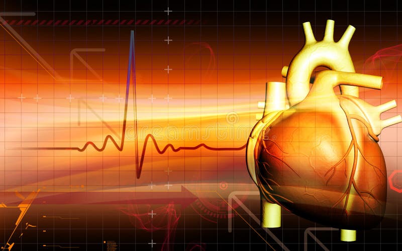 Heart Anatomy with Normal Heartbeat Rhythm Stock Illustration ...