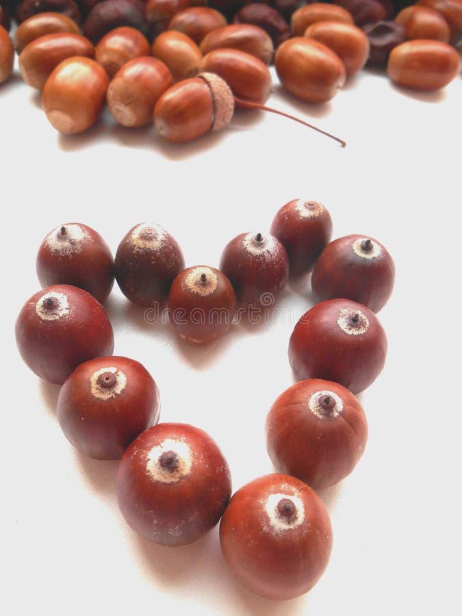 Heart acorns background stock photo. Image of texture - 43019750