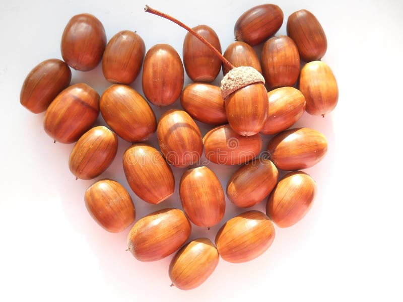 Heart Acorns Texture Background Stock Image - Image of white ...