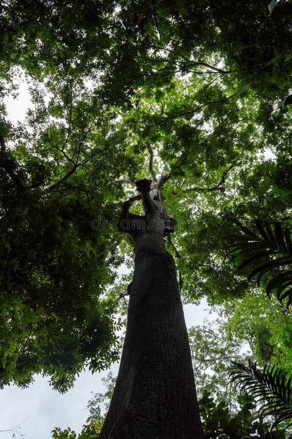Heart of Africa Tropical Rainforest, Congo. Stock Image - Image of ...