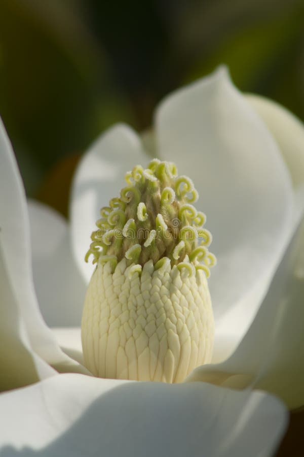 The Heart of a Alabama Magnolia Grandiflora Stock Photo - Image of ...