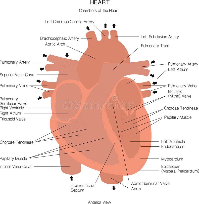 Human Heart Anatomy stock vector. Illustration of internal - 38070552