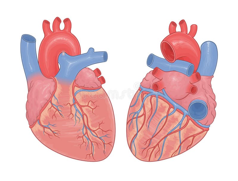 Human ear stock vector. Illustration of hear, medical - 44307529