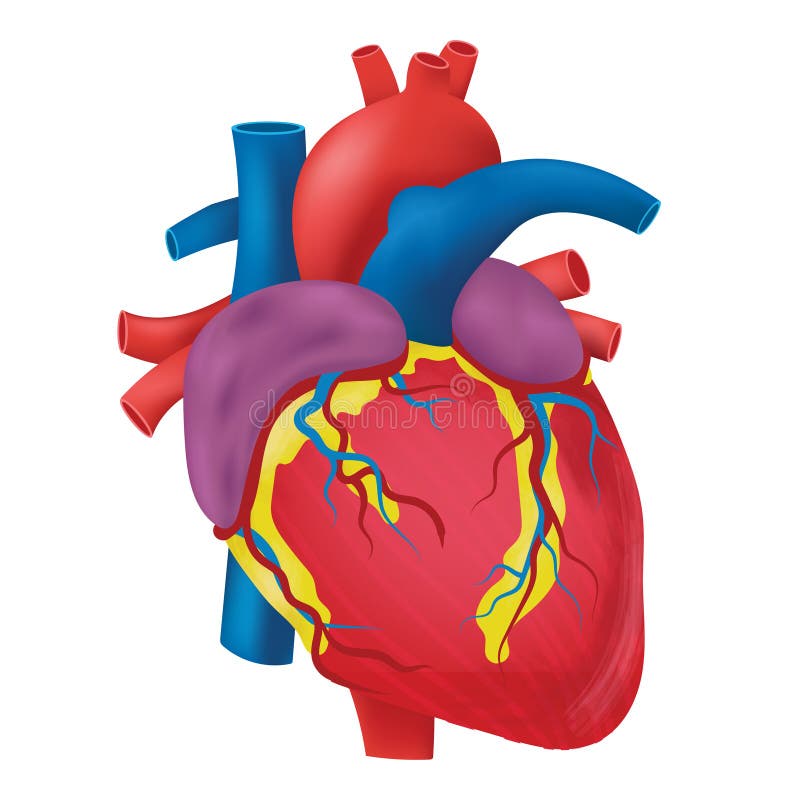 Heart stock vector. Illustration of endocardium, graphic - 95576897