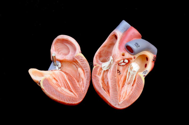 Cute domestic brown rat stock photo. Image of pest, parasitic - 17377118