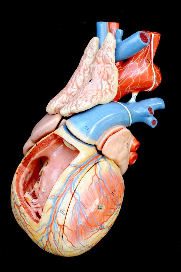 Human Heart Model stock image. Image of disease, heart - 118759