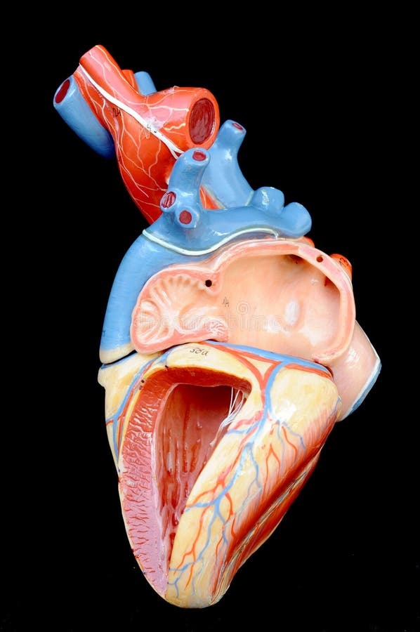 Plastic Heart Model Labeled