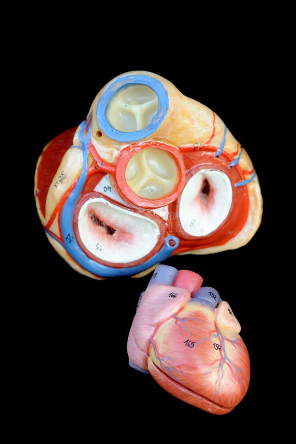 180 Cardiac Circulation Pulmonary Artery Stock Photos - Free & Royalty ...